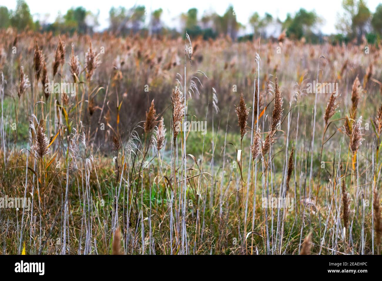 Dry grassland plant hi-res stock photography and images - Alamy