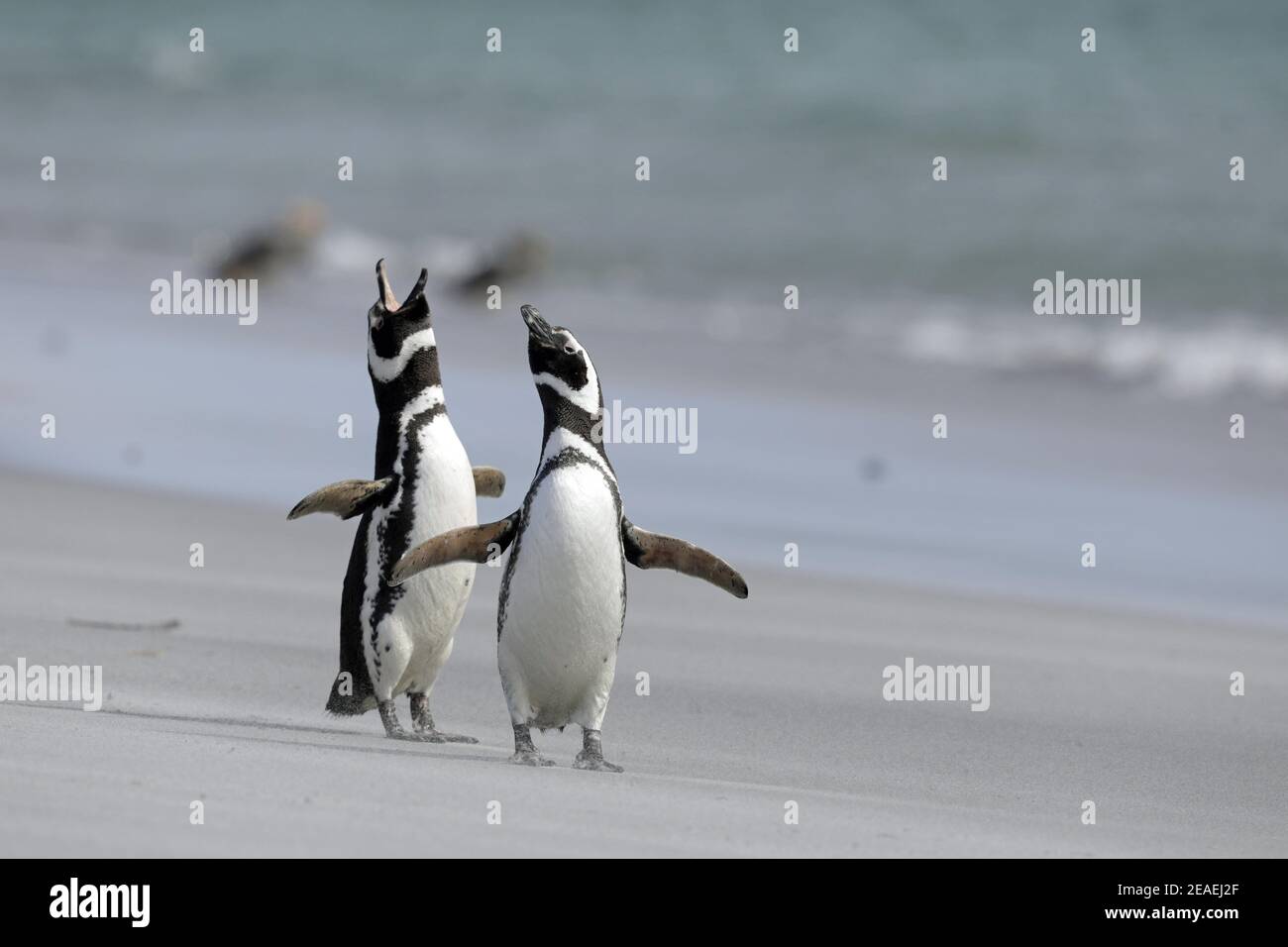 Magellanic Penguin, Spheniscus magellanicus Stock Photo - Alamy