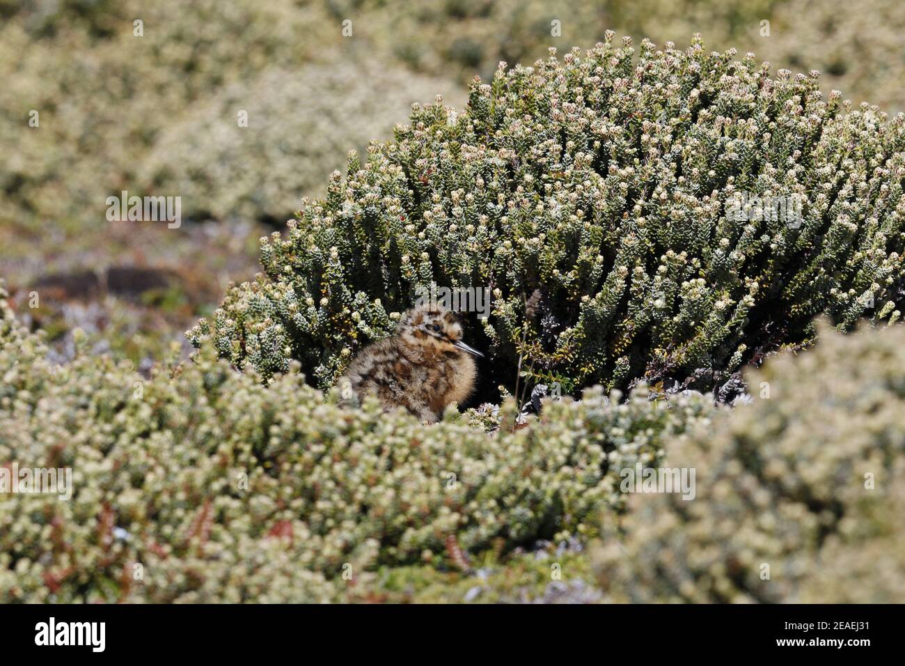 Patagonian snipe hi-res stock photography and images - Alamy