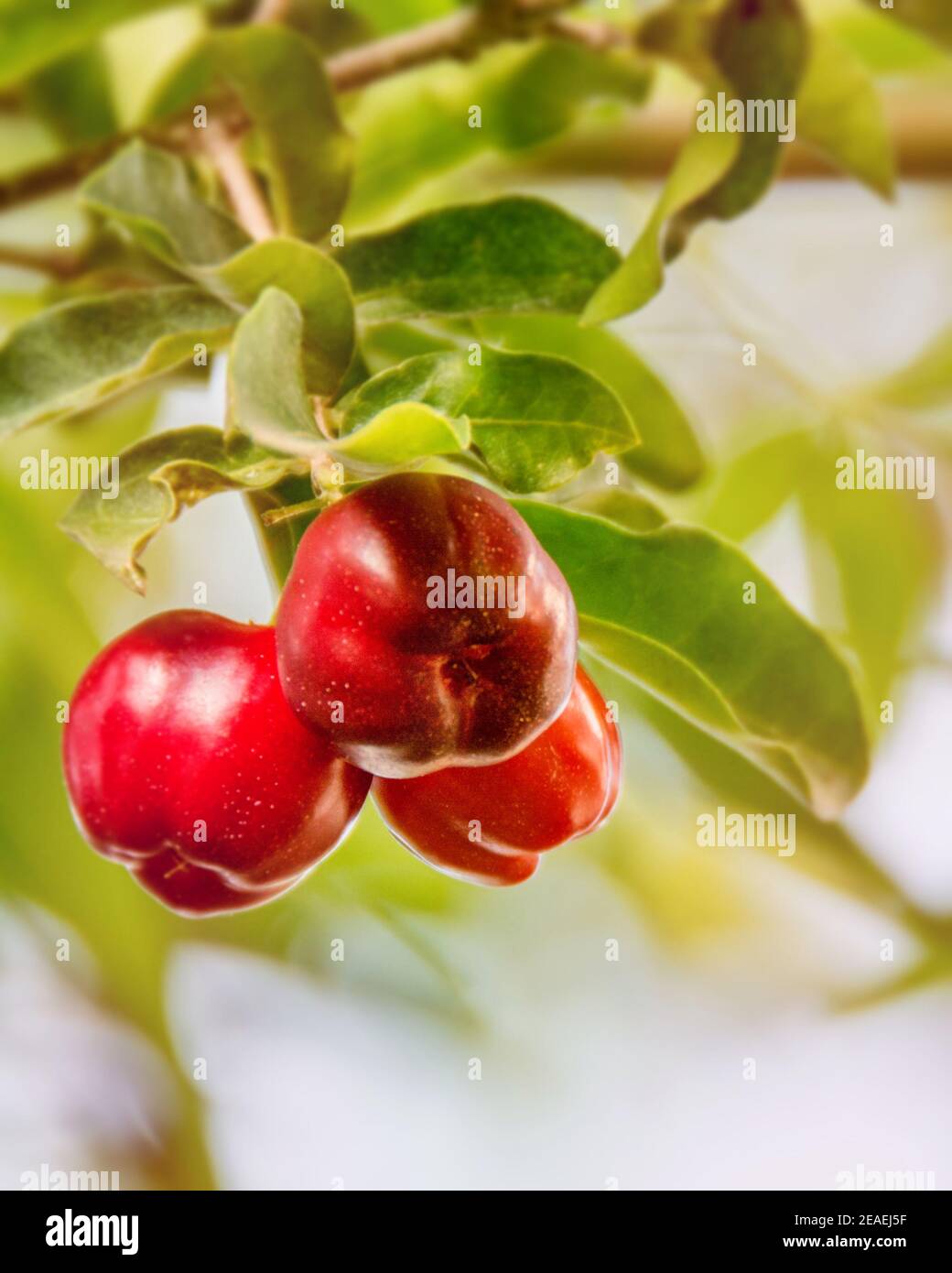 Variety of cherry grown in Cuba, the fruit grown in a tropical climate ...