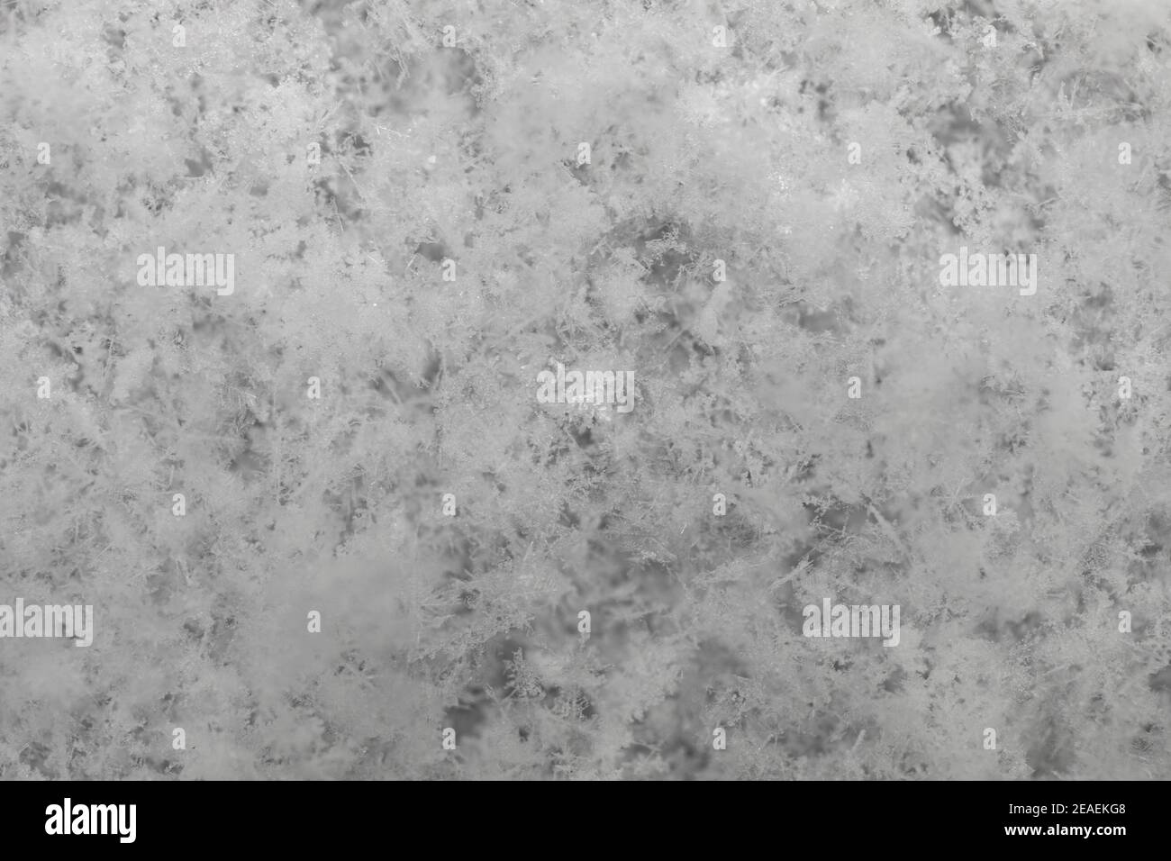 Fresh snowflakes pictured In close-up macro detail with individual ...