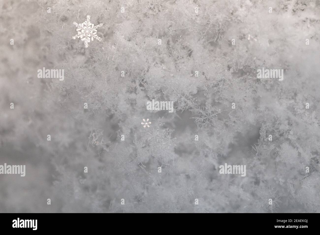 Fresh snowflakes pictured In close-up macro detail with individual ...