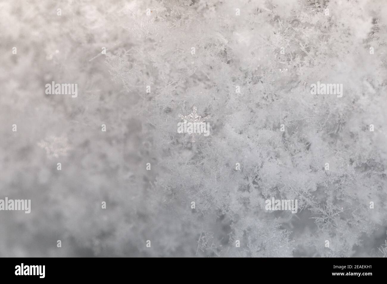 Fresh snowflakes pictured In close-up macro detail with individual ...