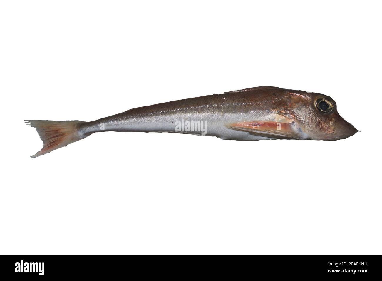 Piper gurnard or lyre gurnard fish isolated on a white background Stock ...