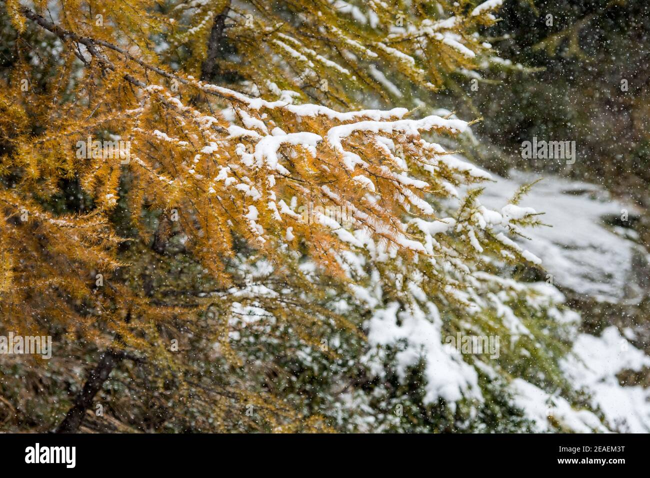 yellow larch branch with snow Stock Photo - Alamy