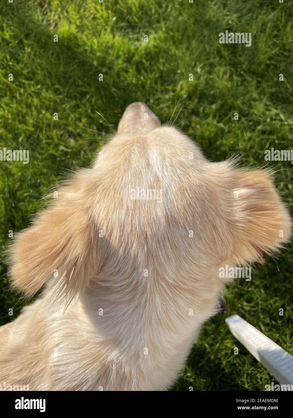 Vertical top view of a dog head Stock Photo - Alamy