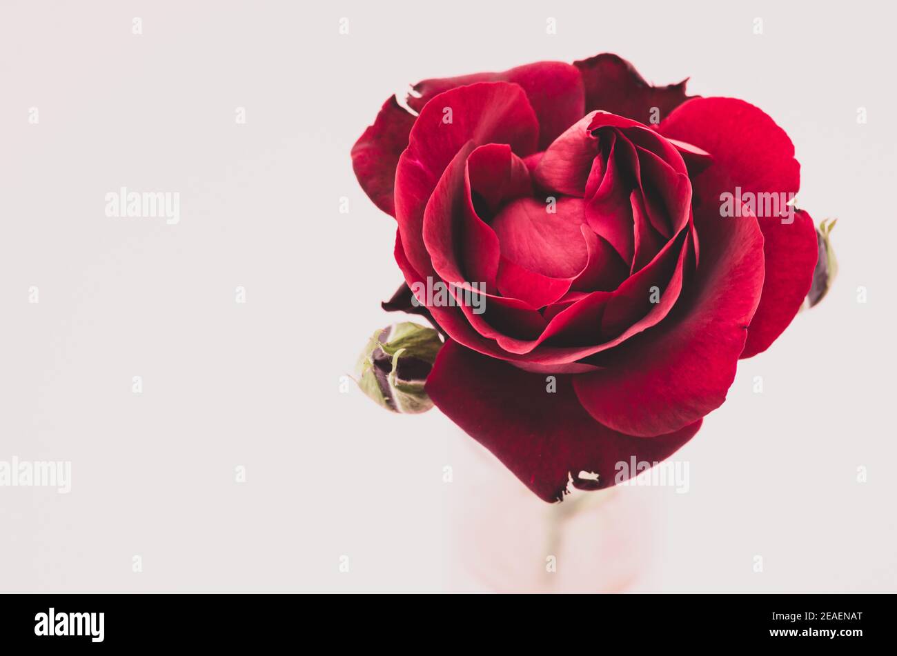 A beautiful partially bloomed red rose isolated on white background ...