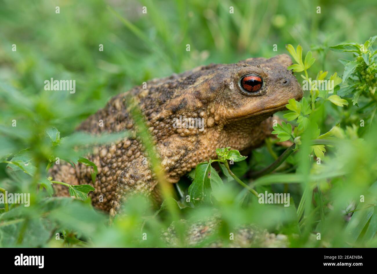 Reproduction of common toads hi-res stock photography and images - Alamy