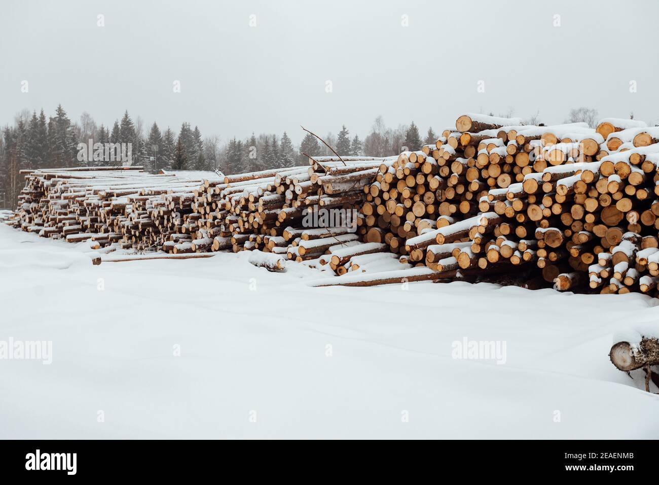 many sawn trees lie on the snow, industrial timber harvesting, man ...