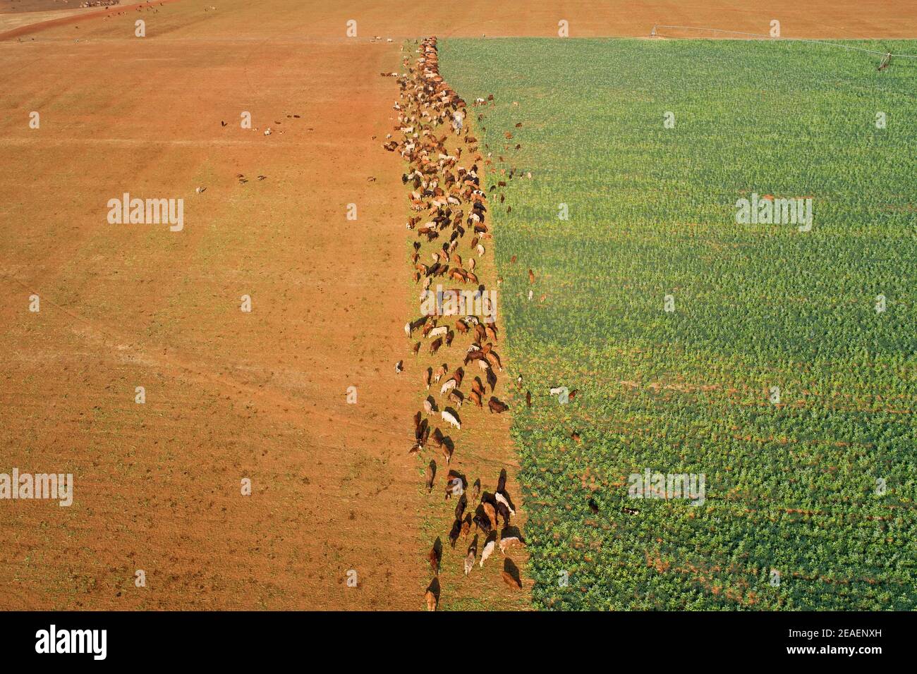Aerial view of strip grazing by a herd of cattle Stock Photo - Alamy