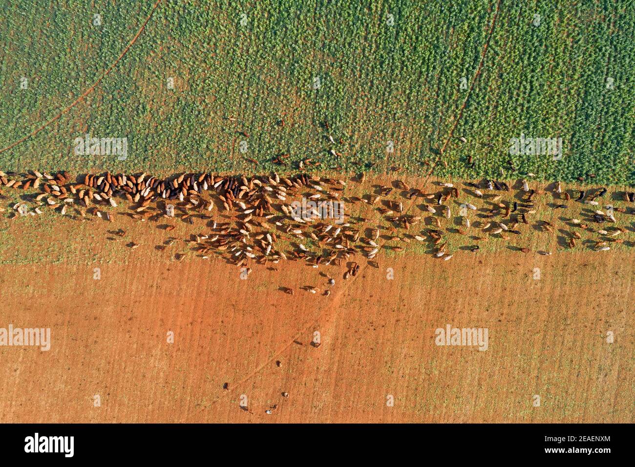 Aerial view of strip grazing by a herd of cattle with movable ...