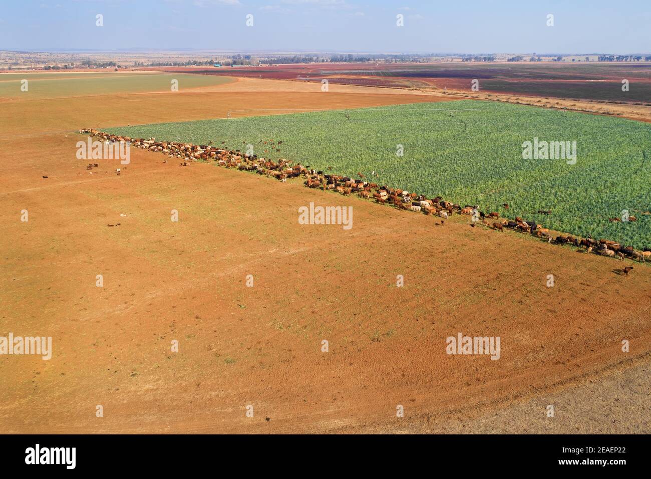 Aerial view of strip grazing by a herd of cattle with movable ...