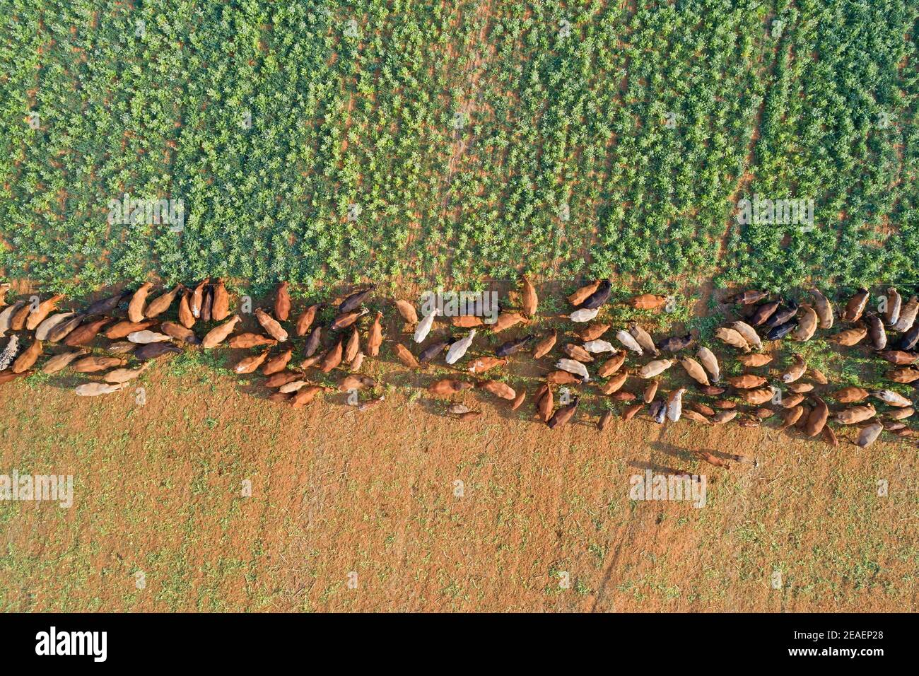 Aerial view of strip grazing by a herd of cattle with movable ...