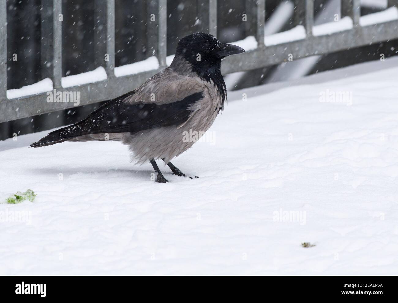 Crow in berlin hi-res stock photography and images - Alamy