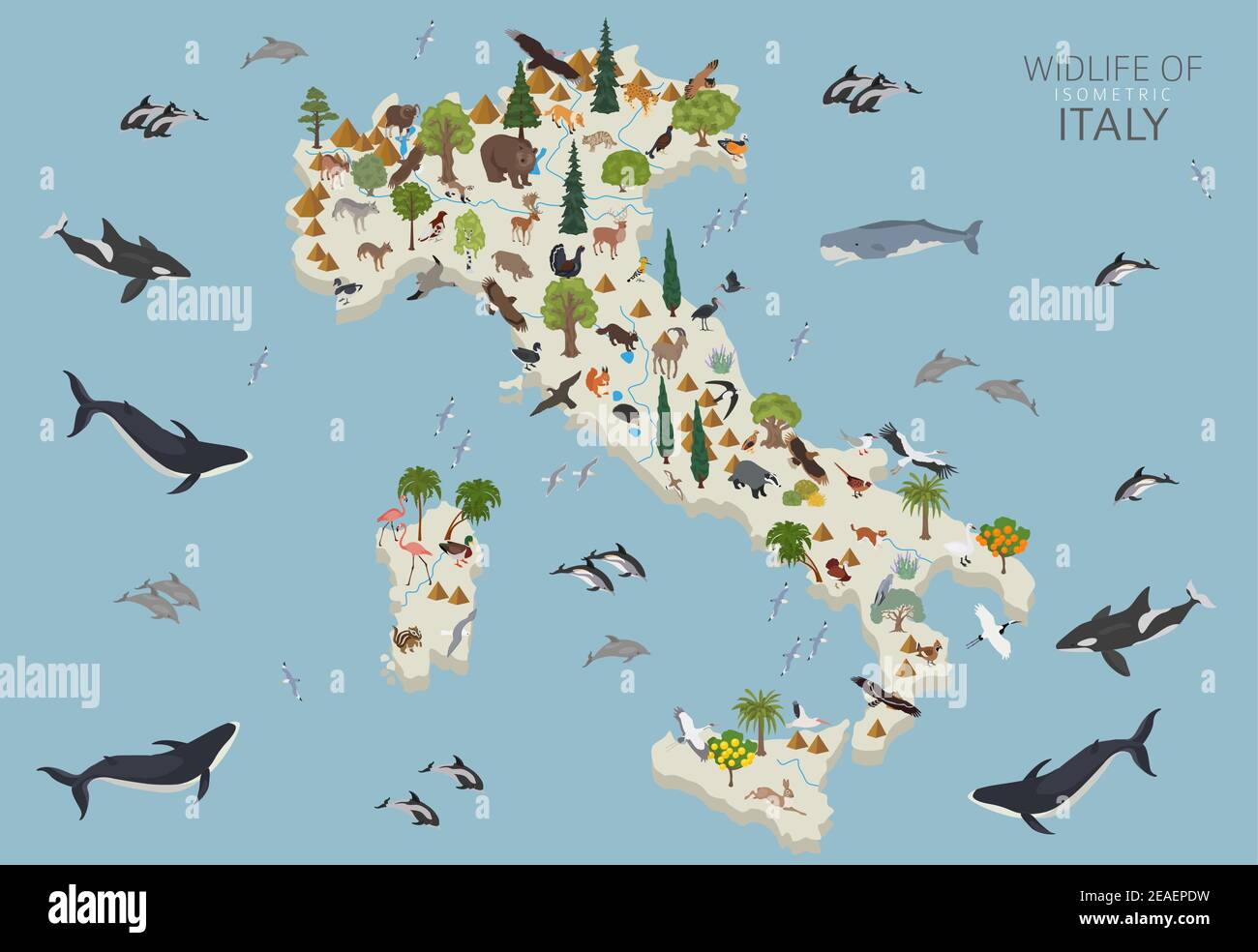 Isometric 3d design of Italy wildlife. Animals, birds and plants ...