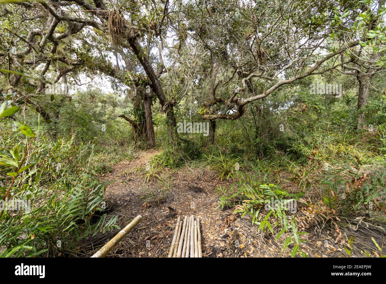 Closeup shot of jungle with old and fallen trees and branches and some ...