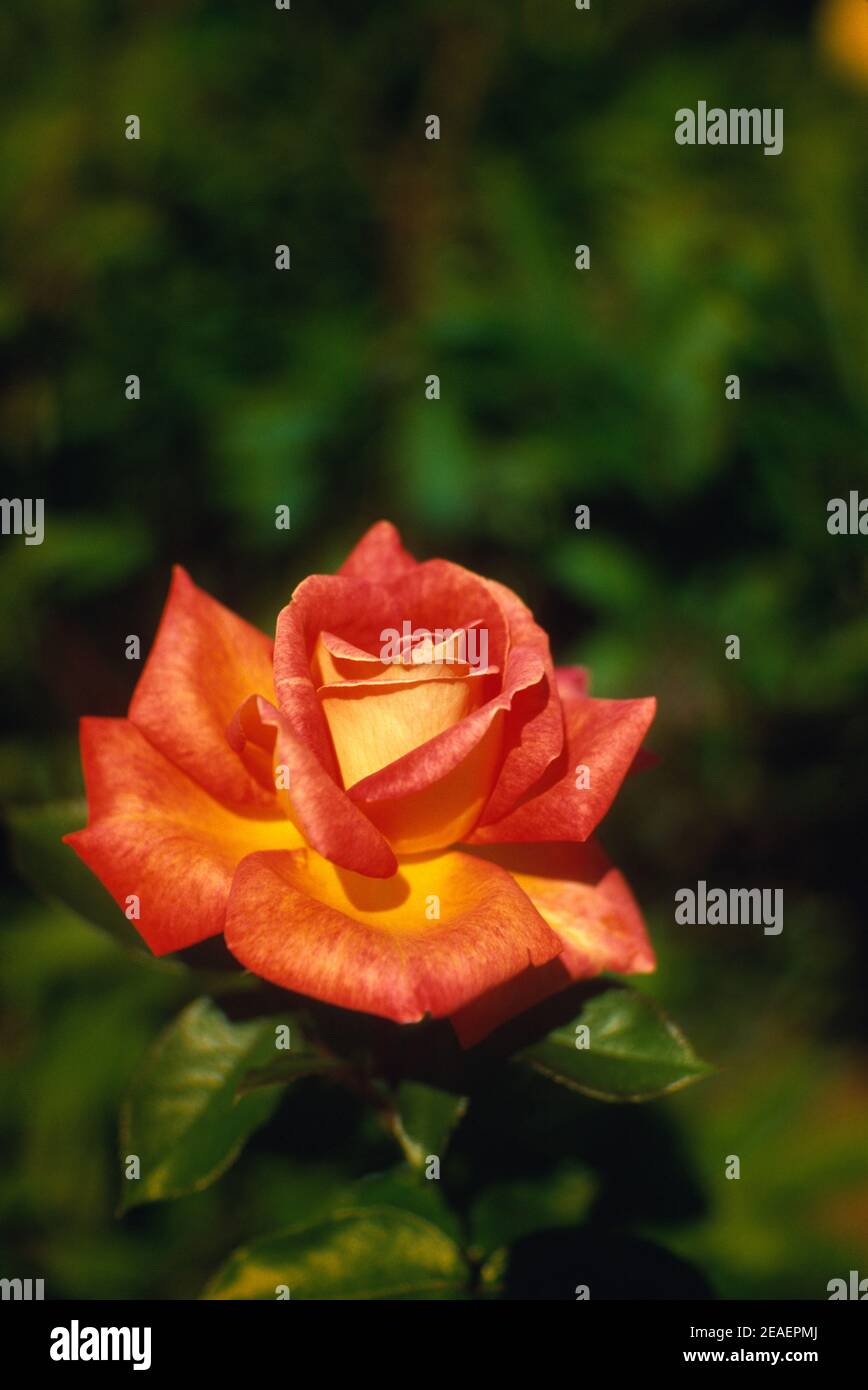 Full bloom peach flowers hi-res stock photography and images - Alamy