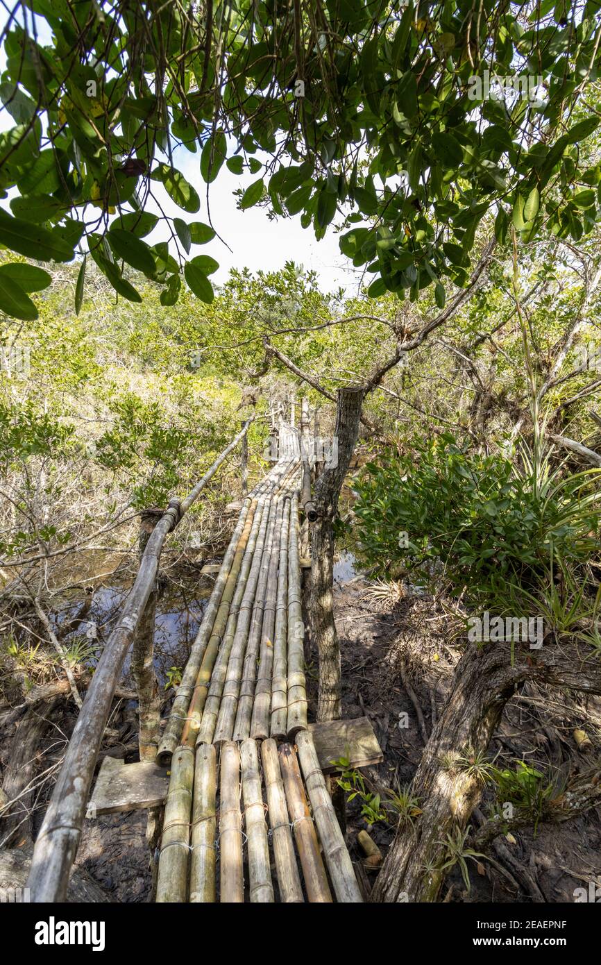 Jungle Bamboo Bridge Stone Stairs Leading To Woven Bamboo Bridge Over