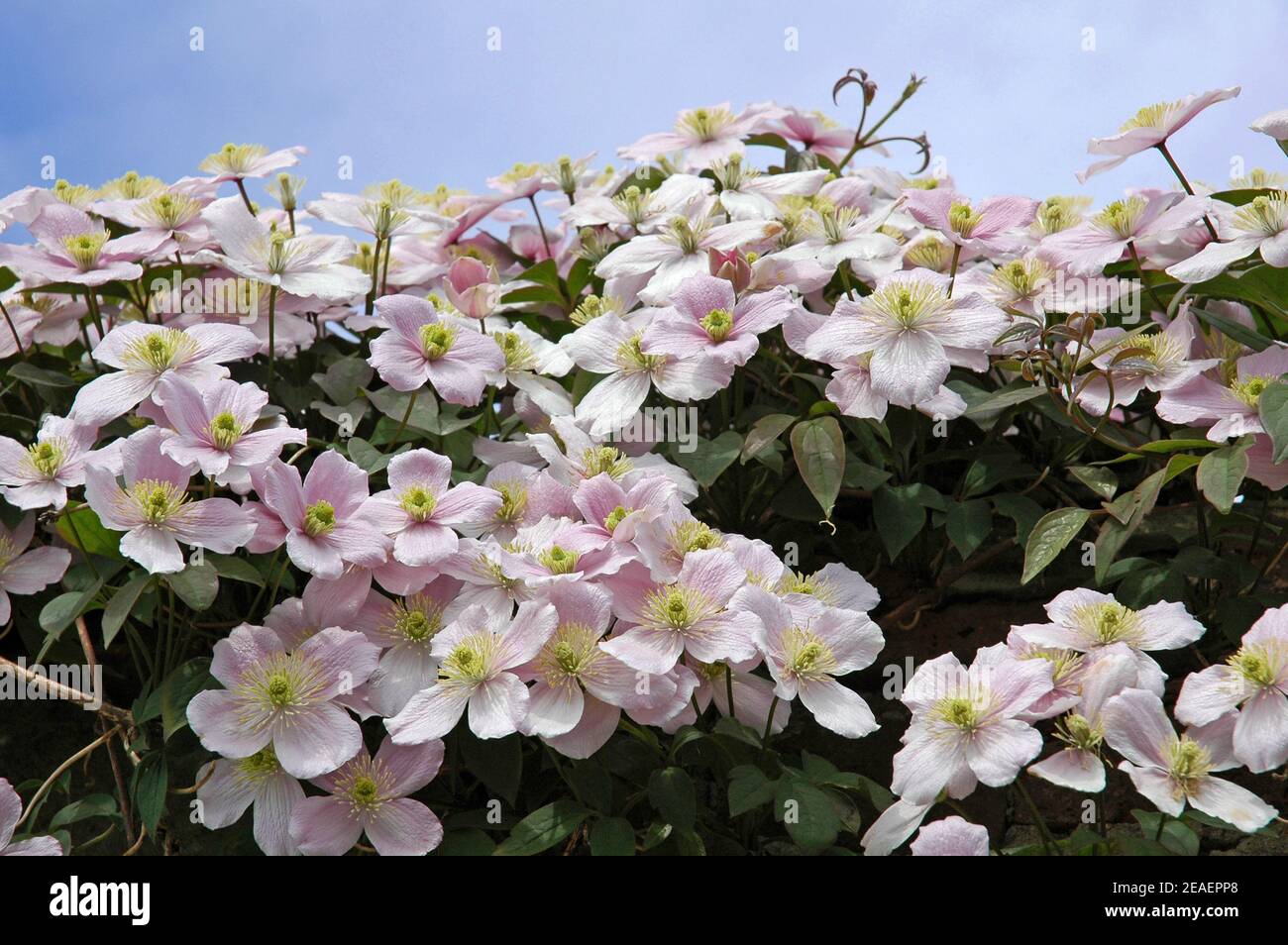 Clematis group 1 pruning hi-res stock photography and images - Alamy