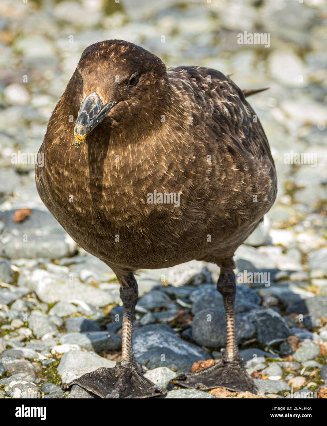 Baby Skua (Stercorariidae), Antarctica Stock Photo - Alamy