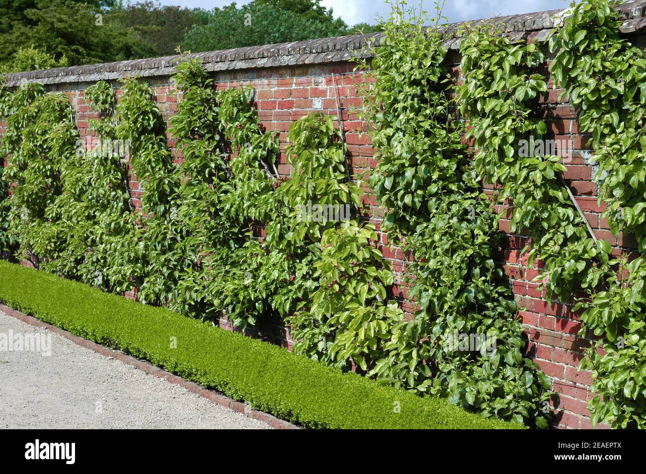 Cordon trained fruit trees against west facing wall. West Sussex ...