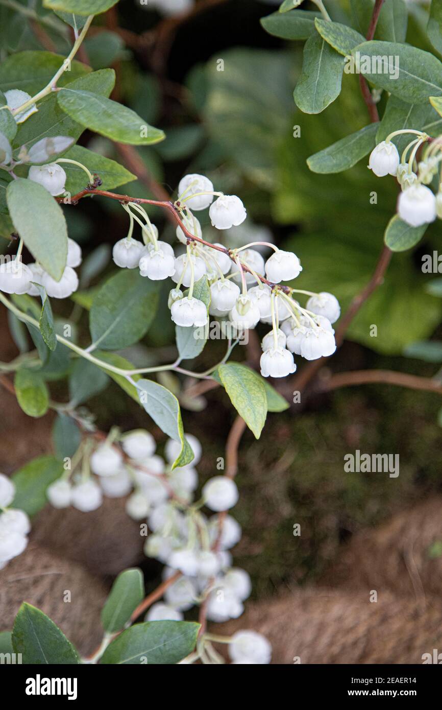 Zenobia blue sky hi-res stock photography and images - Alamy