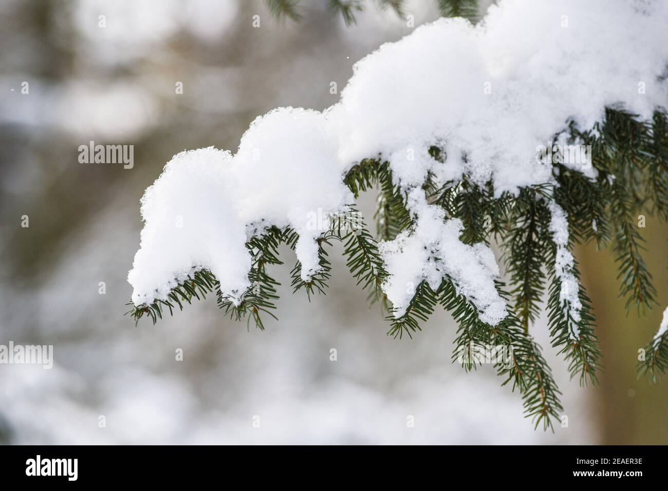 Conifer tree branches hi-res stock photography and images - Alamy
