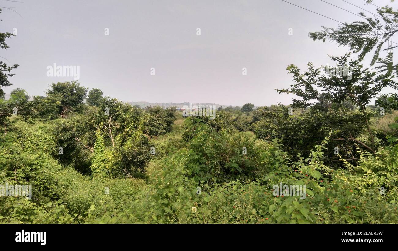Beautiful shot growing trees hi-res stock photography and images - Alamy