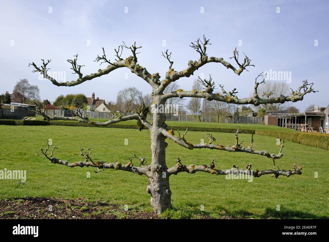 Trained fruit hi-res stock photography and images - Alamy