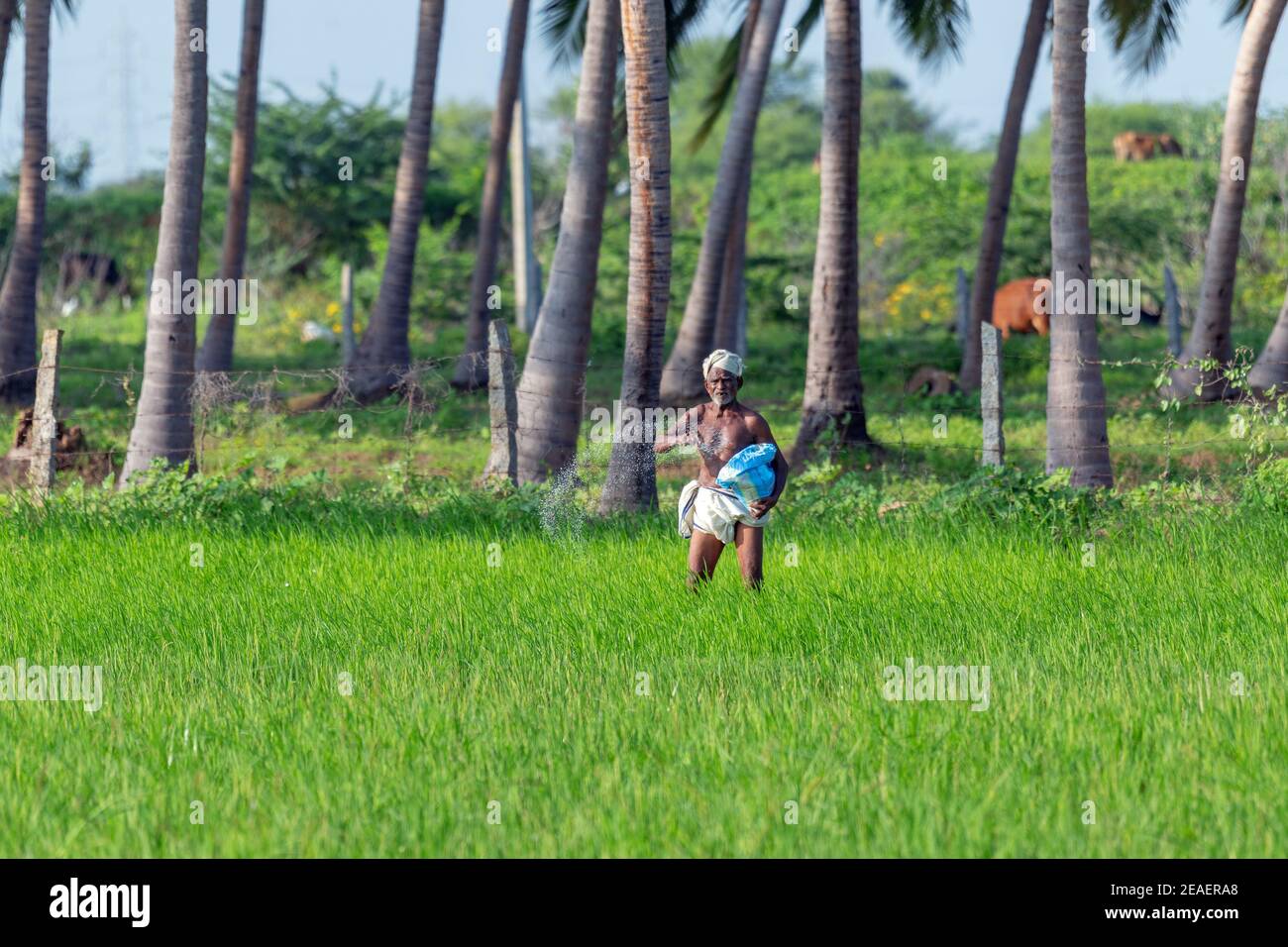 Indian farmer doing rice farming in south indian location tamil nadu ...