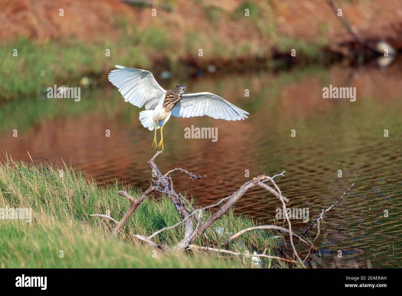 State bird of the indian state of tamil nadu hi-res stock photography ...