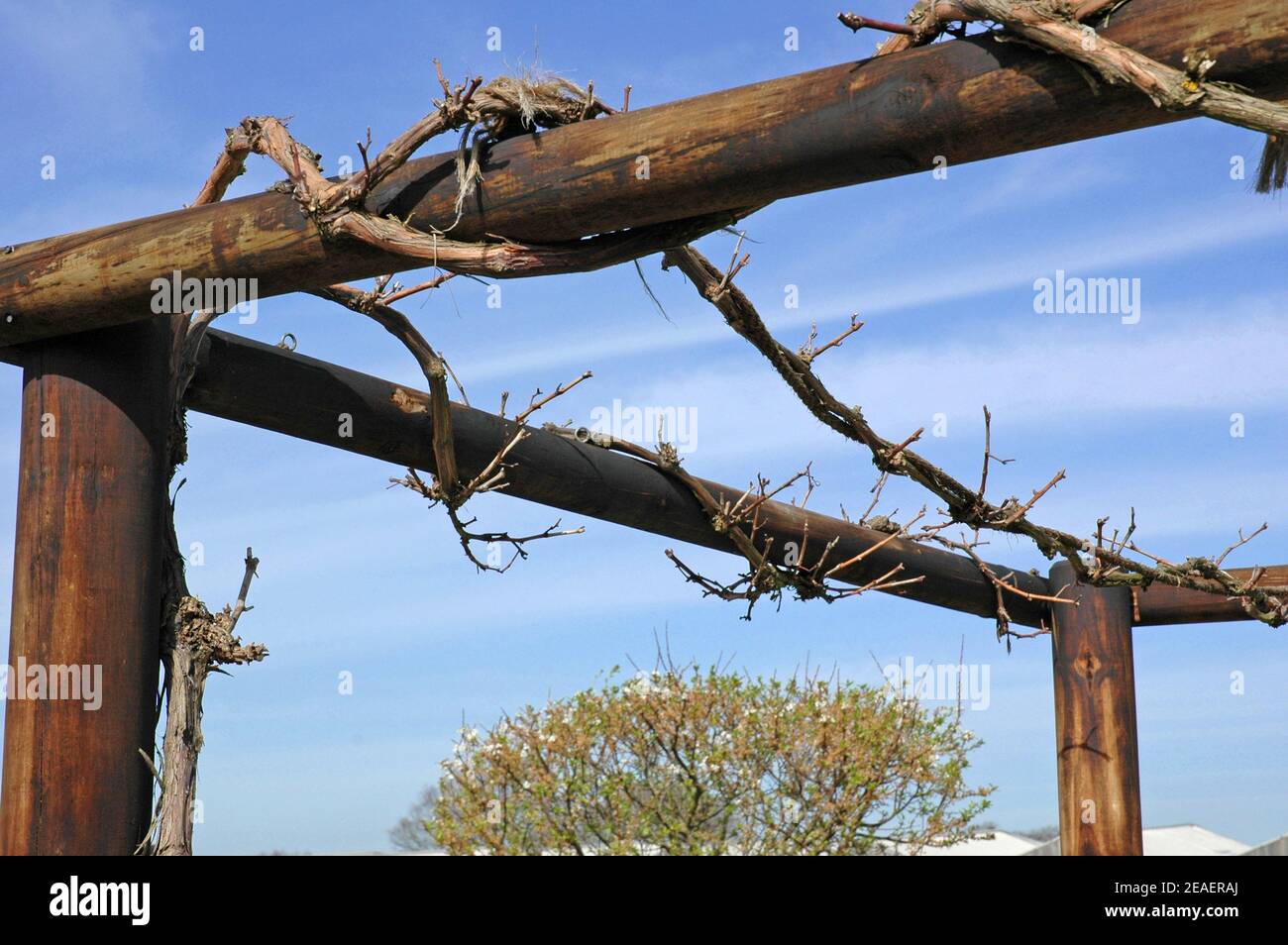 Grapevine pergola hi-res stock photography and images - Alamy