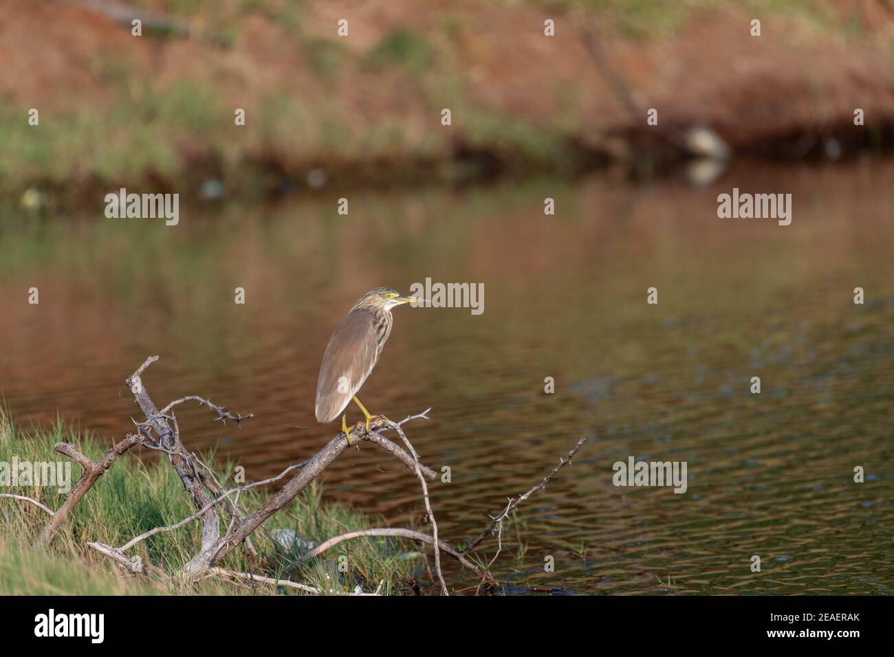 State bird of the indian state of tamil nadu hi-res stock photography ...
