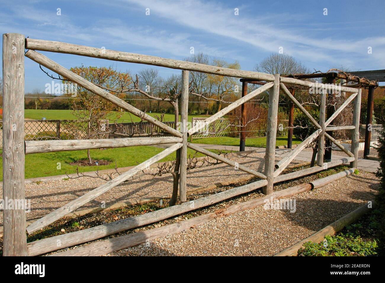 Trellising supporting young Espalier trained apple trees. (Malus ...