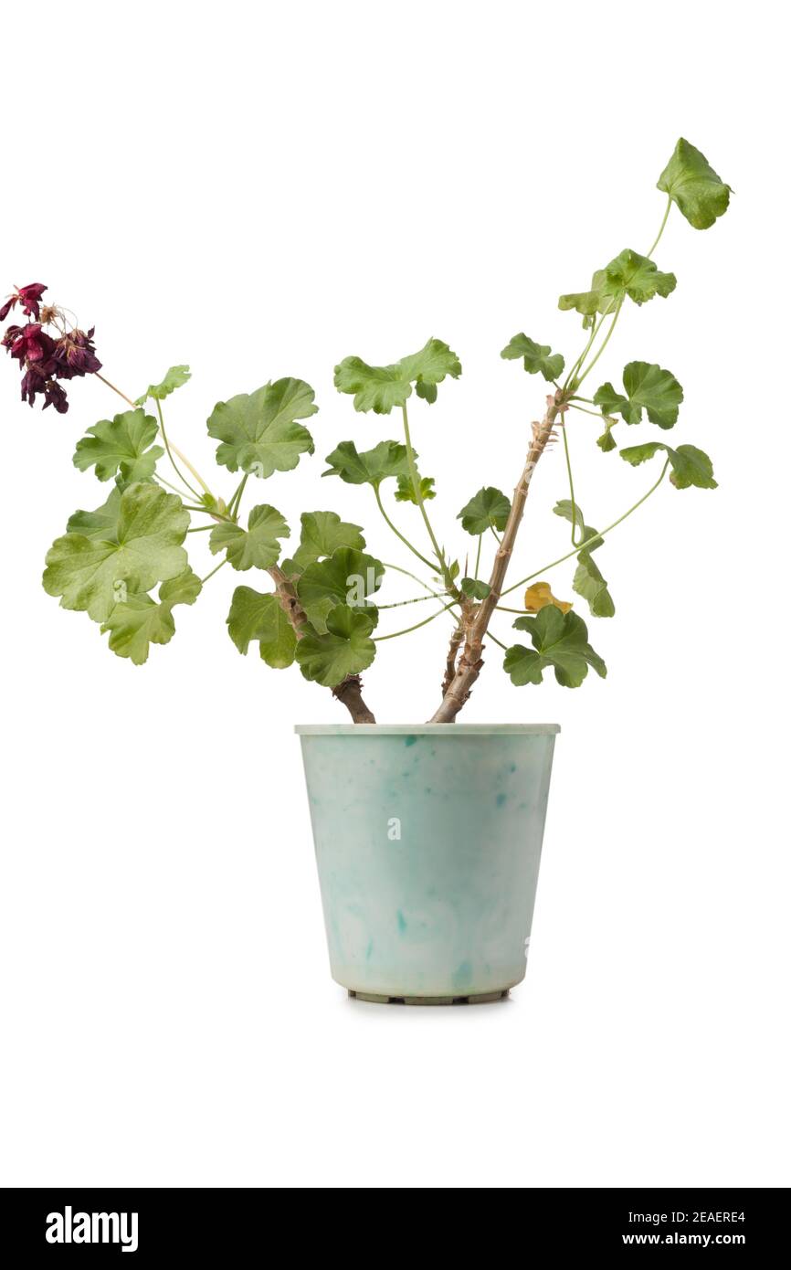 Geranium in pot isolated on white background Stock Photo - Alamy
