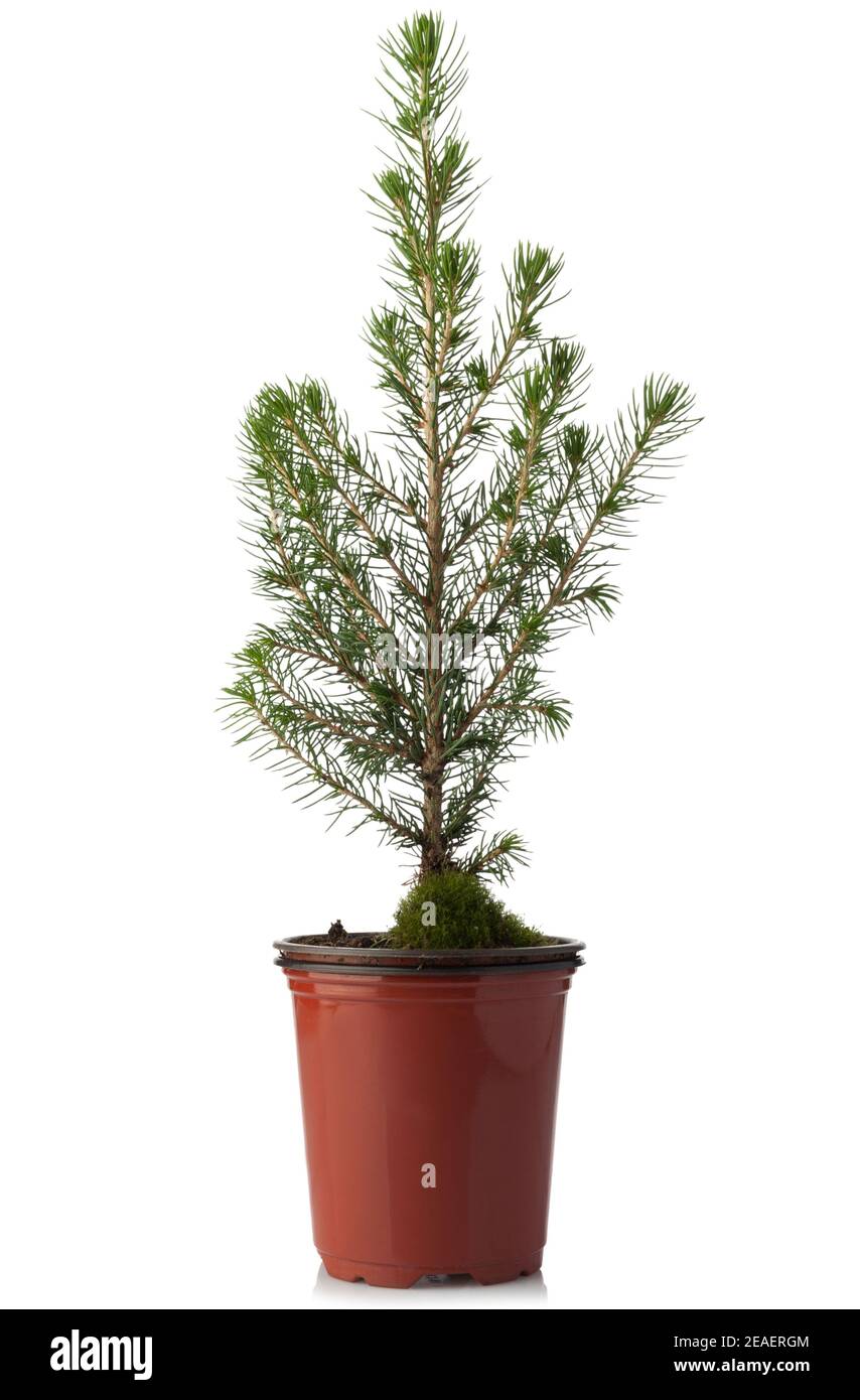 Decorative spruce in pot isolated on white background Stock Photo - Alamy