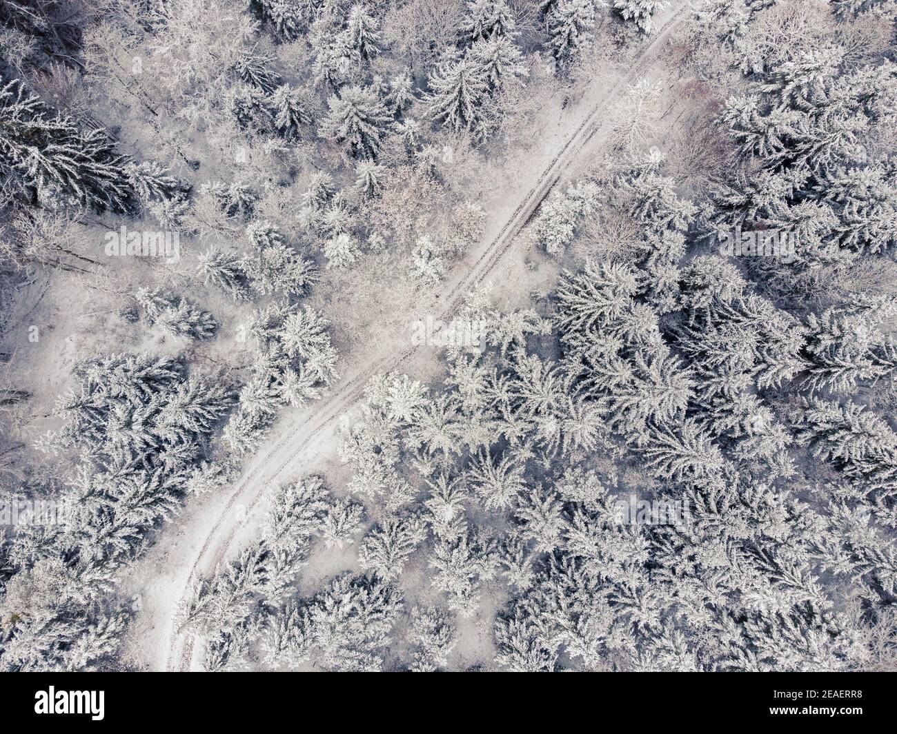 Aerial top down shot directly above of road going through forest in ...