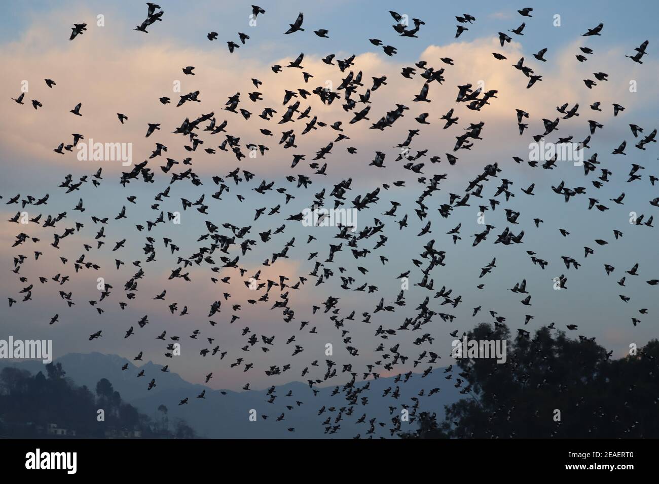 February 9, 2021, Poonch, Jammu and Kashmir, India: A flock of Common ...