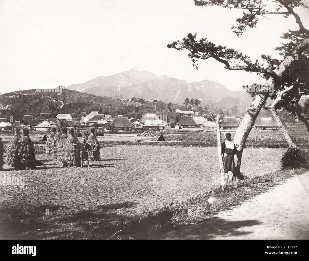 Late 19th century vintage photograph: Corn field in Japan, with stacks ...