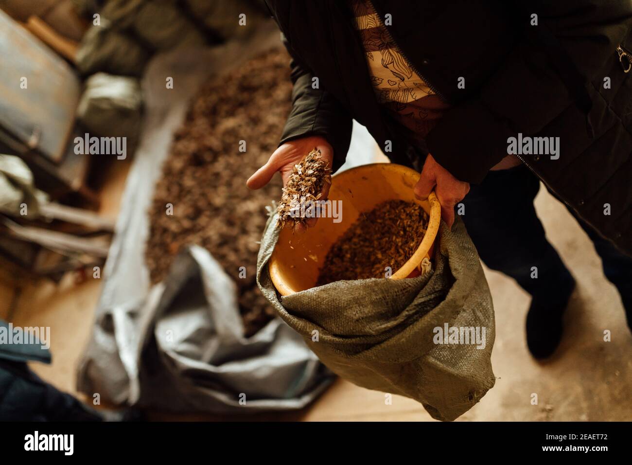 a person holds a handful of seeds in his hand, a large bucket of plant ...