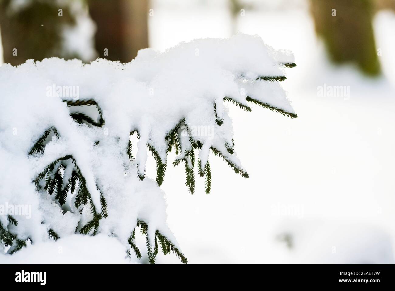 Conifer tree branches covered with snow, winter landscape Stock Photo ...
