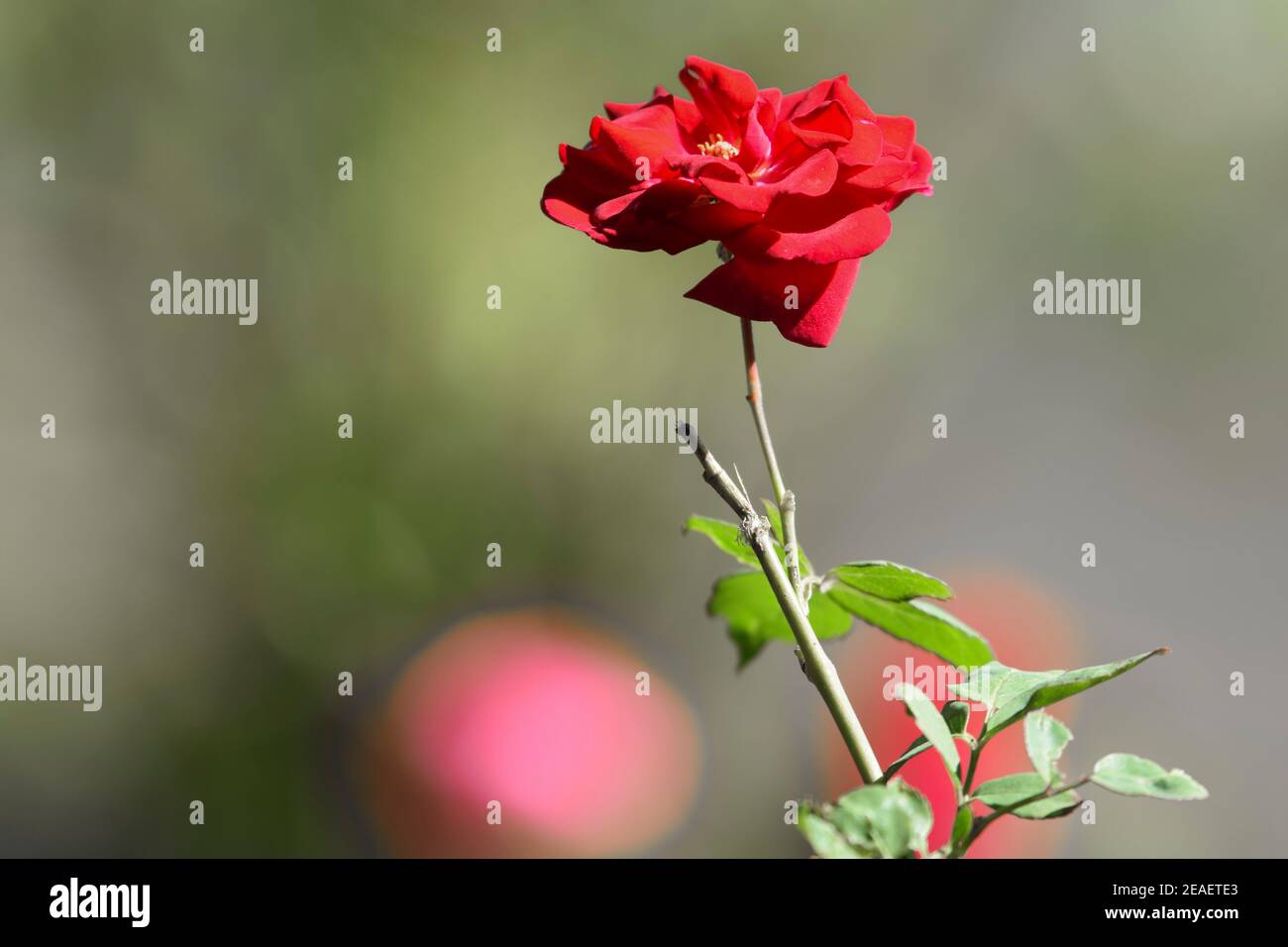 Beautiful Red rose stem with blurred bokeh background. Indian rose also ...