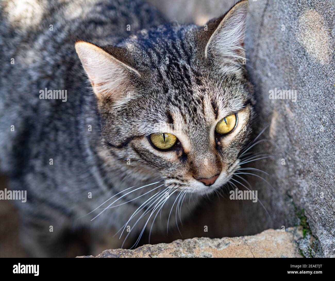 Clean washed tabby kitten on a straw chair washed tabby kitten on a ...
