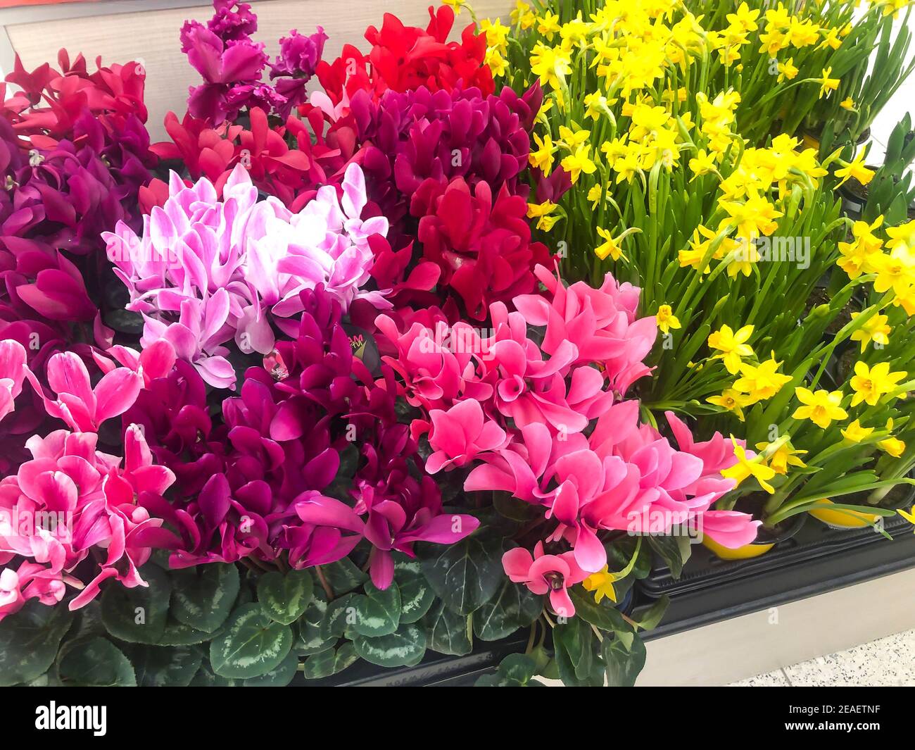 Sale of spring flowers in supermarket Stock Photo - Alamy