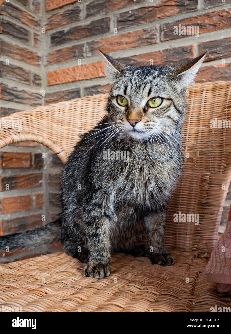 Clean washed tabby kitten on a straw chair washed tabby kitten on a ...