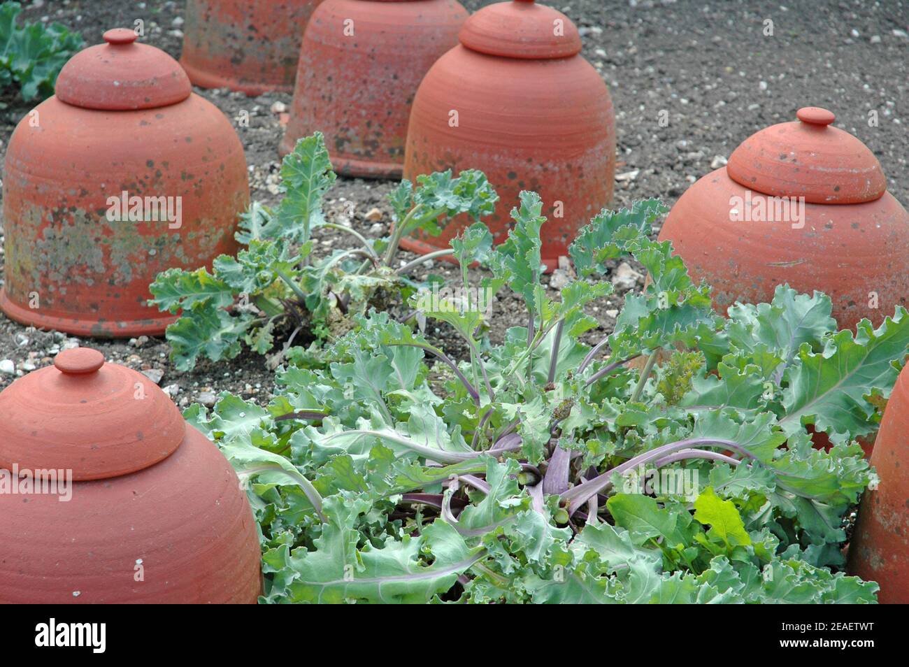 Blanching pots hi-res stock photography and images - Alamy