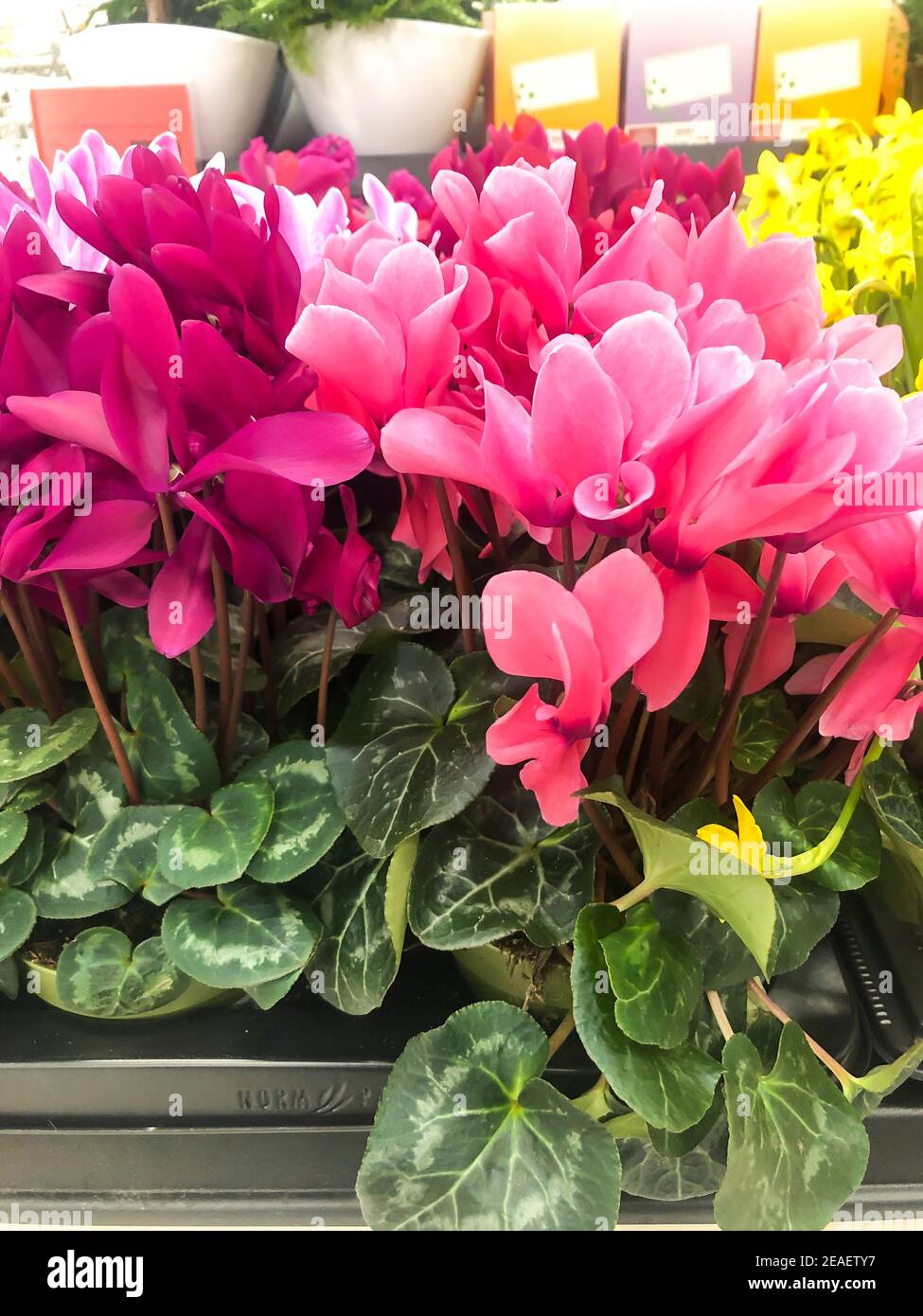 Sale of spring flowers in supermarket Stock Photo - Alamy