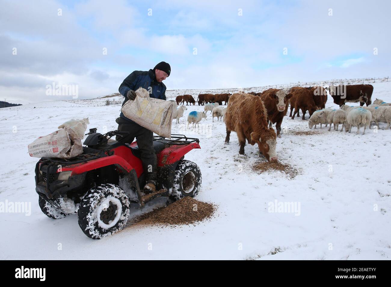 Farmer Peter Laidlaw from Craigannet Farm at Carronvalley feeding his ...