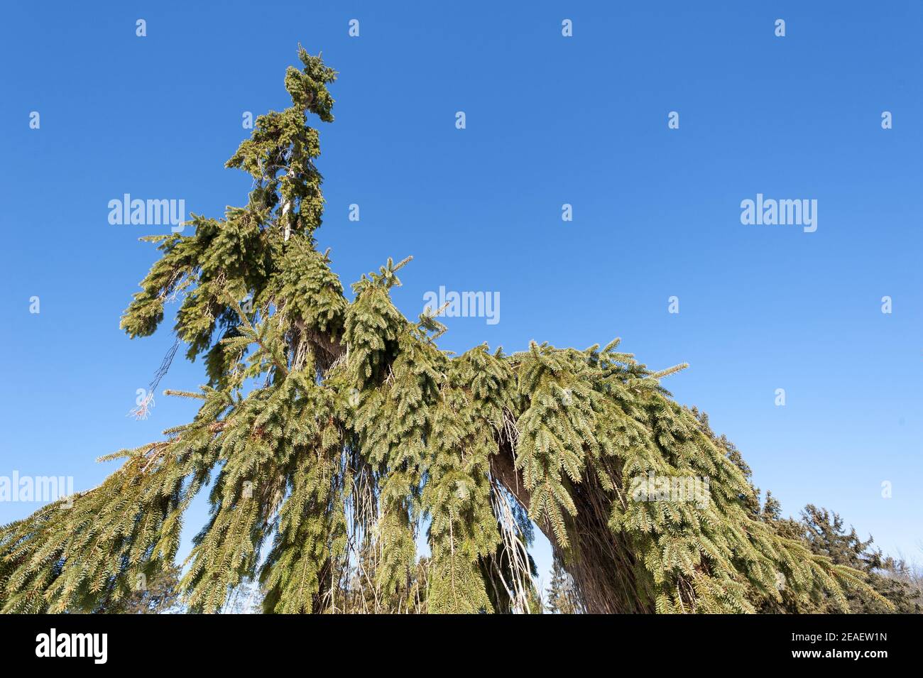 Low angle shot of a weeping evergreen tree Stock Photo - Alamy