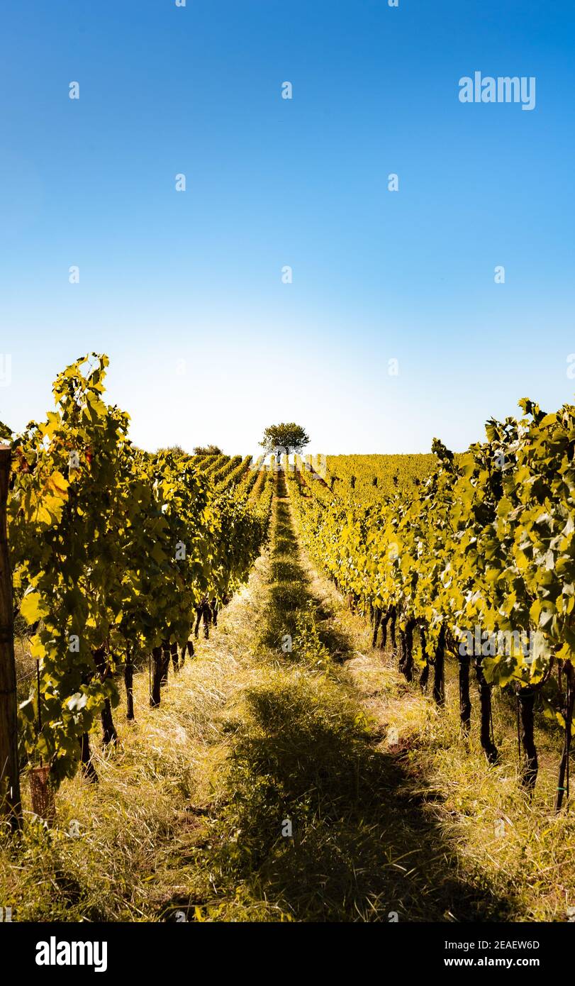Vertical of ripening grapes in the vineyard Stock Photo - Alamy